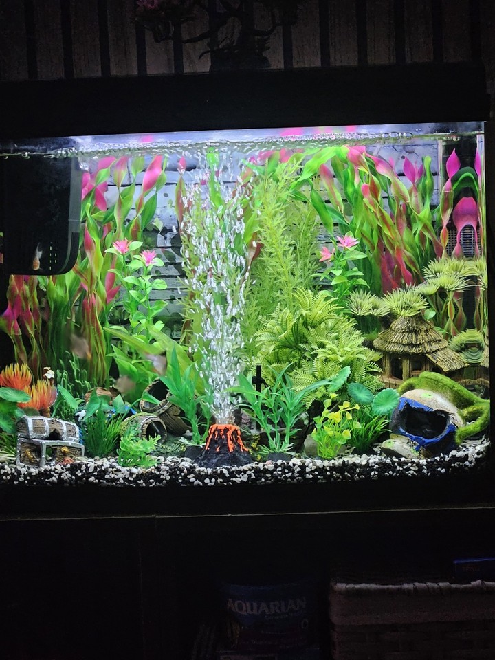 Tropical Fish Tank 50 Litre | eBay UK