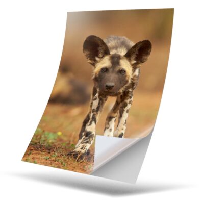 1 x Vinyl Sticker A4 - African Wild Dog Lycaon Pictus Puppy #15731 ...