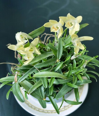 Mini Dendrobium nobile霍山石斛(米斛),blooming size,20+pseudobulbs ,3 yr old ...