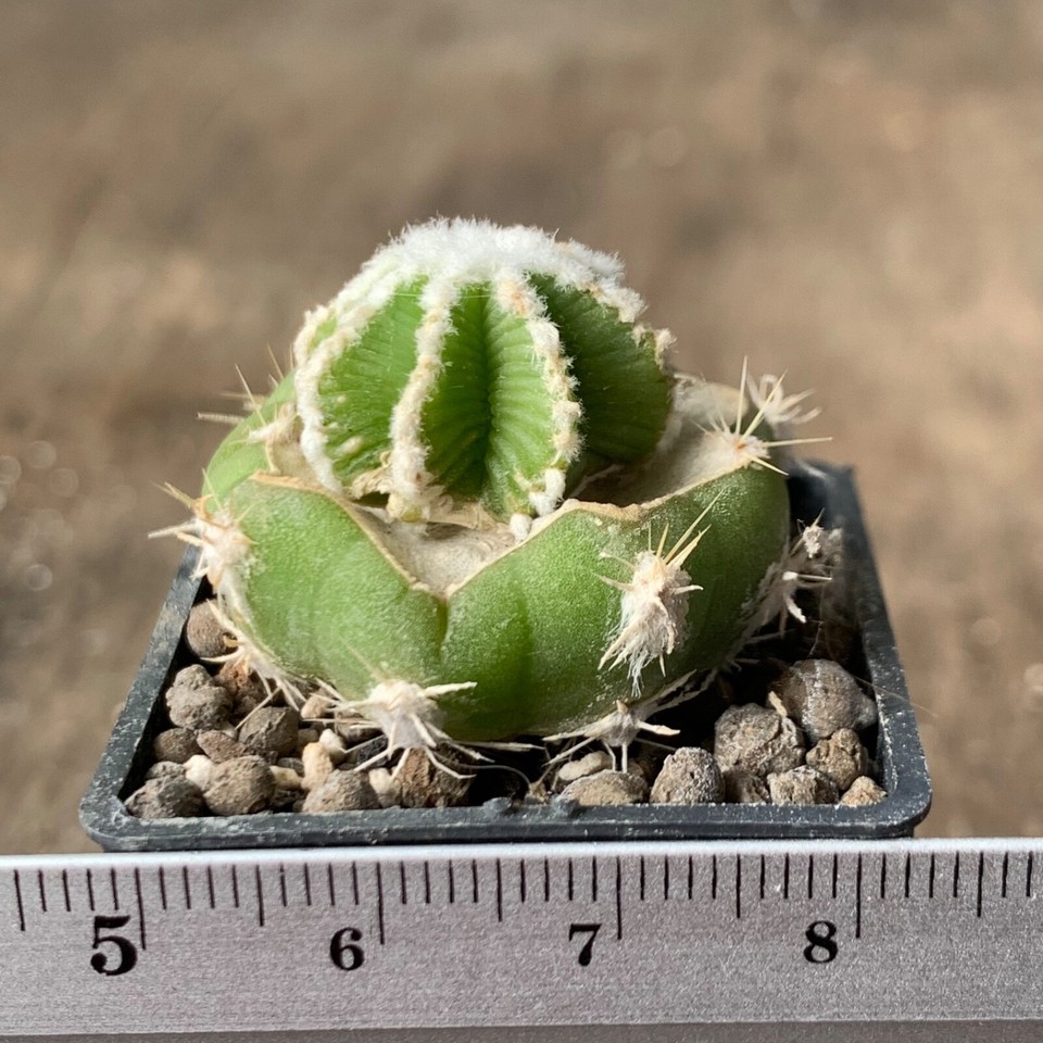1521. Cactus hintonii RS 515A, La Poza, NL (Grafted) | eBay