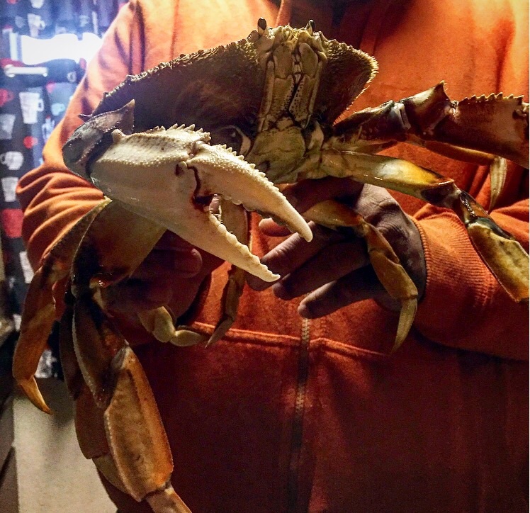 *2 Crab Snare Bundle* ELITE Crabber Grabber ***2 Snare Sale*** | eBay