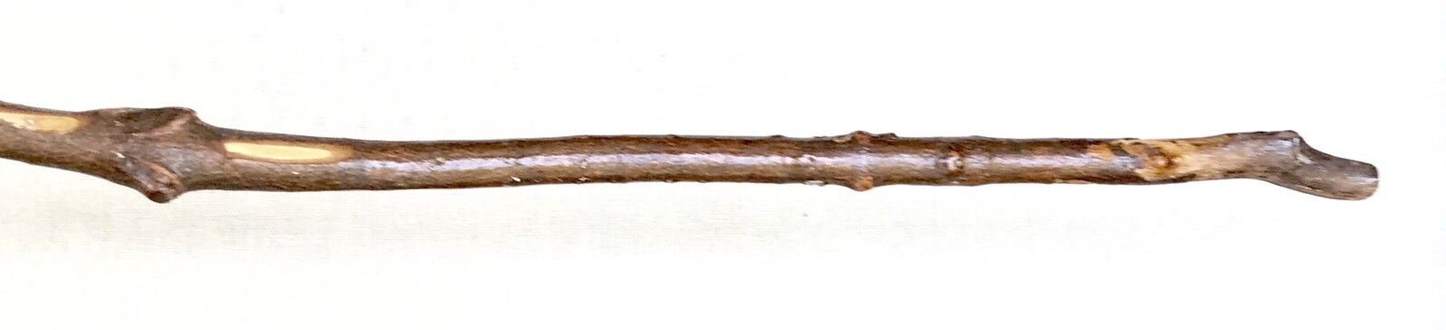 Vintage Antique Primitive Knobby Hardwood Shaft Knob Walking Stick Cane ...