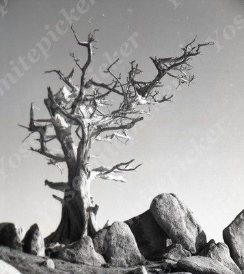 a22 Original Negative 1950's Monterey CA 19 Mile Drive Cypress Tree ...
