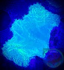 SAF~ “WYSIWYG” Neon Green Leather Coral Frag, Soft, Coral Colony ...