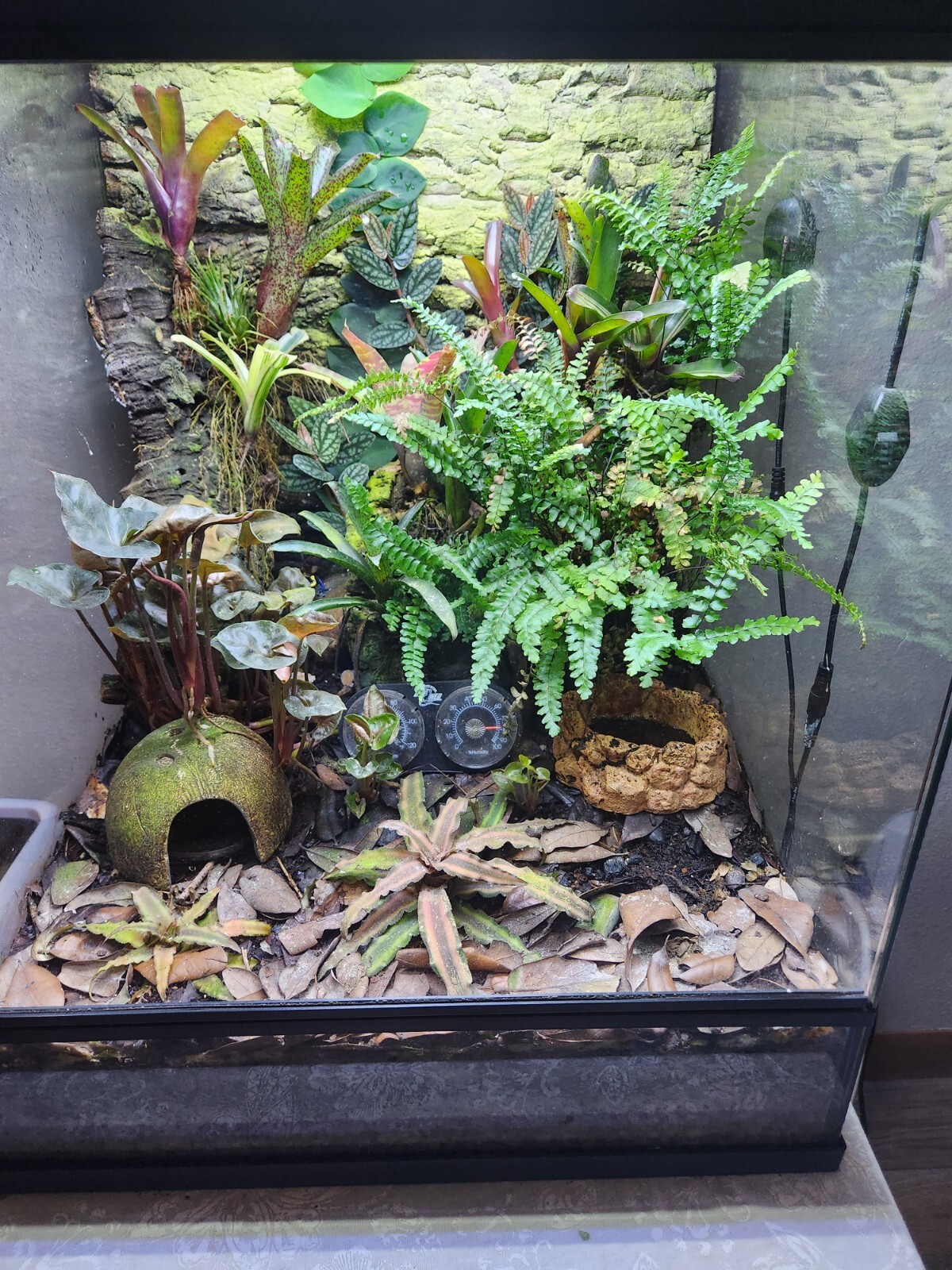 Thrive vivarium tank, bromeliads, mini jungle, pets, frogs, salamander ...