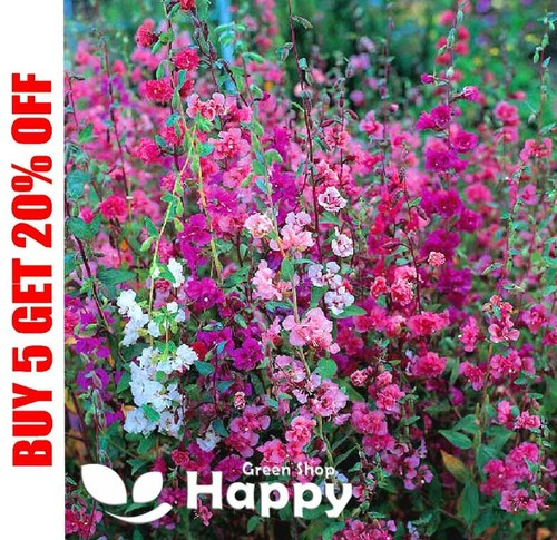 CLARKIA GARLAND FLOWER DOUBLE MIX - 3000 SEEDS - Clarkia unguiculata ...
