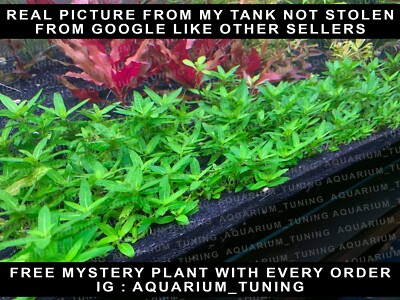 Staurogyne Repens | 3 Stems 100% Fully Submerged Grown | No melting or ...