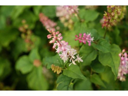 pigeonberry, rouge berry (Rivina humilis)—50 seeds ($3.50) | eBay