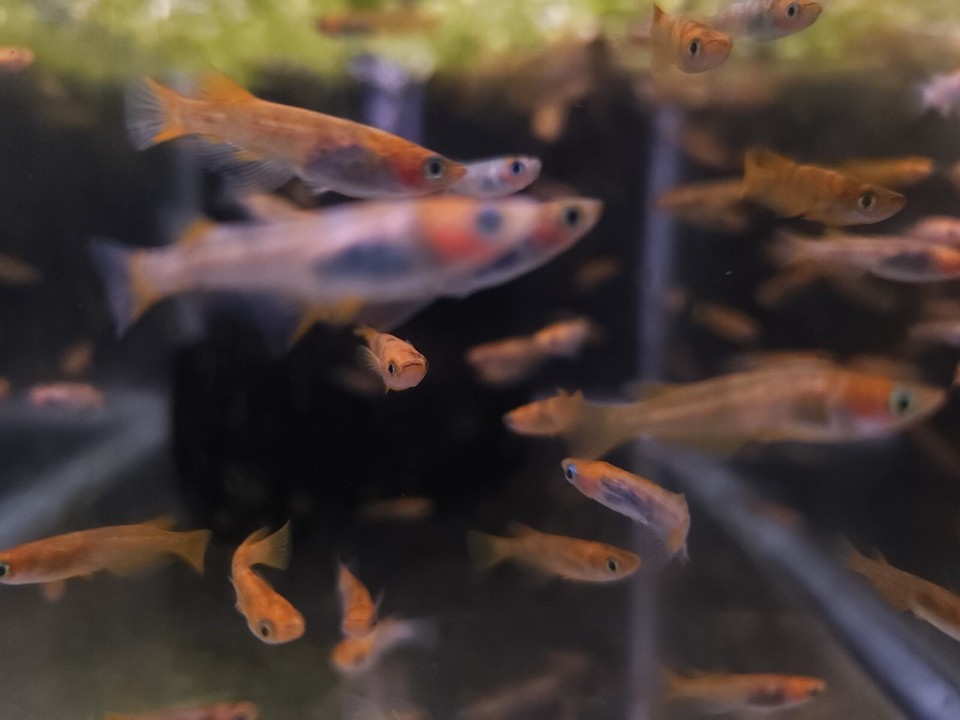 8 Tri Color Japanese Medaka Rice Fish - Homebred - Easy & Hardy | eBay