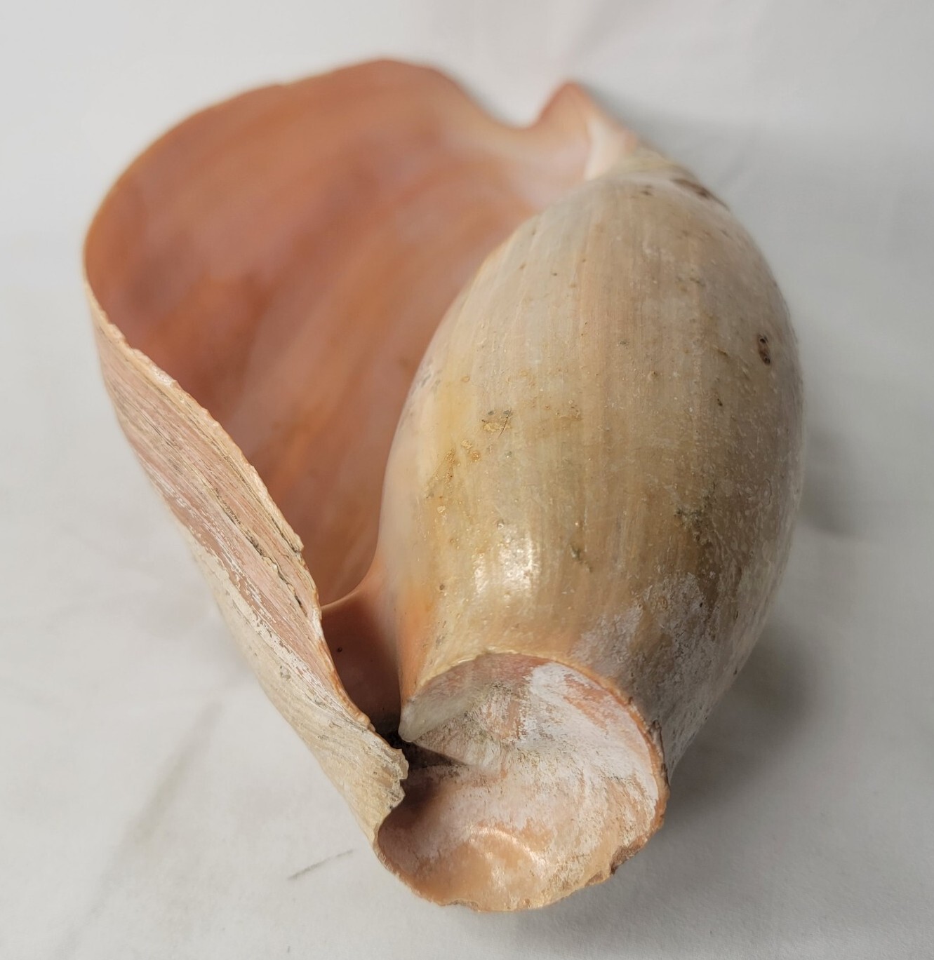Large Seashell Sea Snail Cymbium Shell | eBay