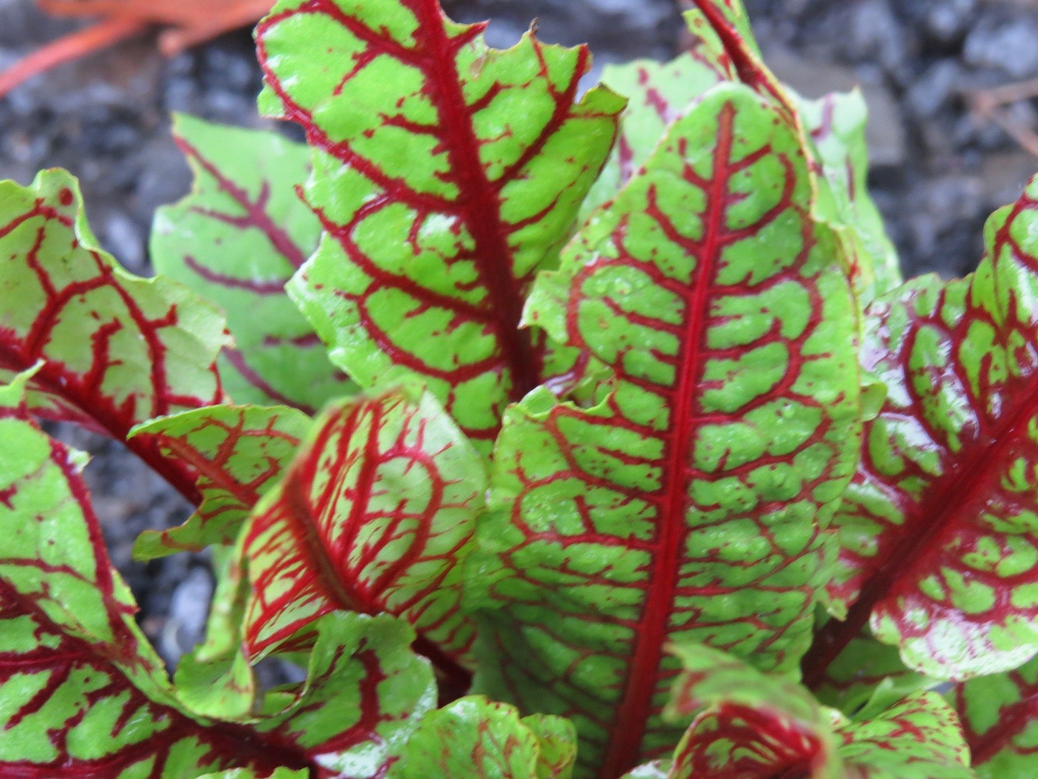 Rumex Seeds Bloody Dock Rumex sanguineus 50 thru 200 Seeds Perennial ...