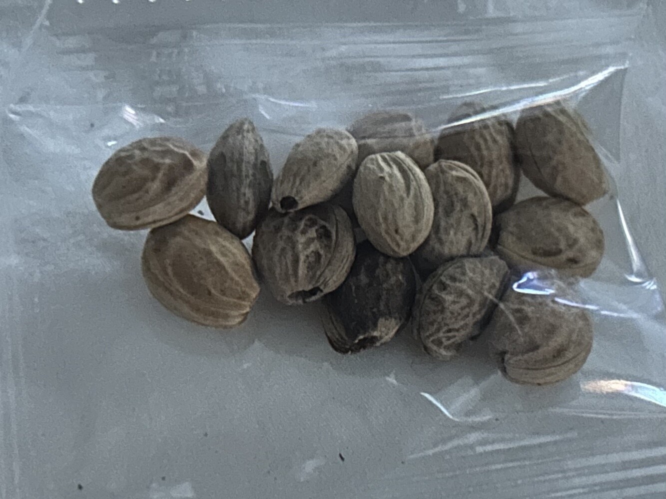 20 EXOTIC rare CHERRY TREE SEEDS for garden flower bloom blossom USA ...