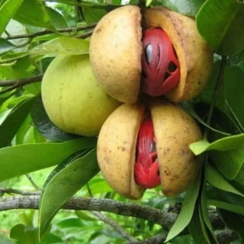 Grafteed Nutmeg Pala ( Myristica Fragrans ) Myristicaceae Tree Free ...