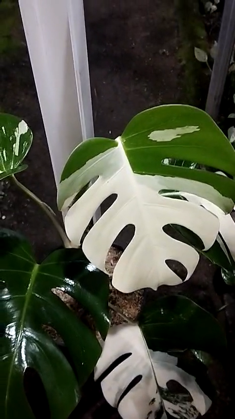 Monstera Albo White Tiger Variegated Real Picture Free Phitosanytari | eBay