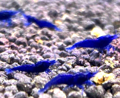 RARE 100++ Ocean Blue Freshwater Neocaridina Aquarium Shrimp Live ...