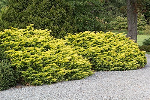 Old Gold Juniper Hedge