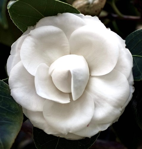 Camelia japonica cultivar PURITY 25-70cm | Pure White Flower | - Pure ...