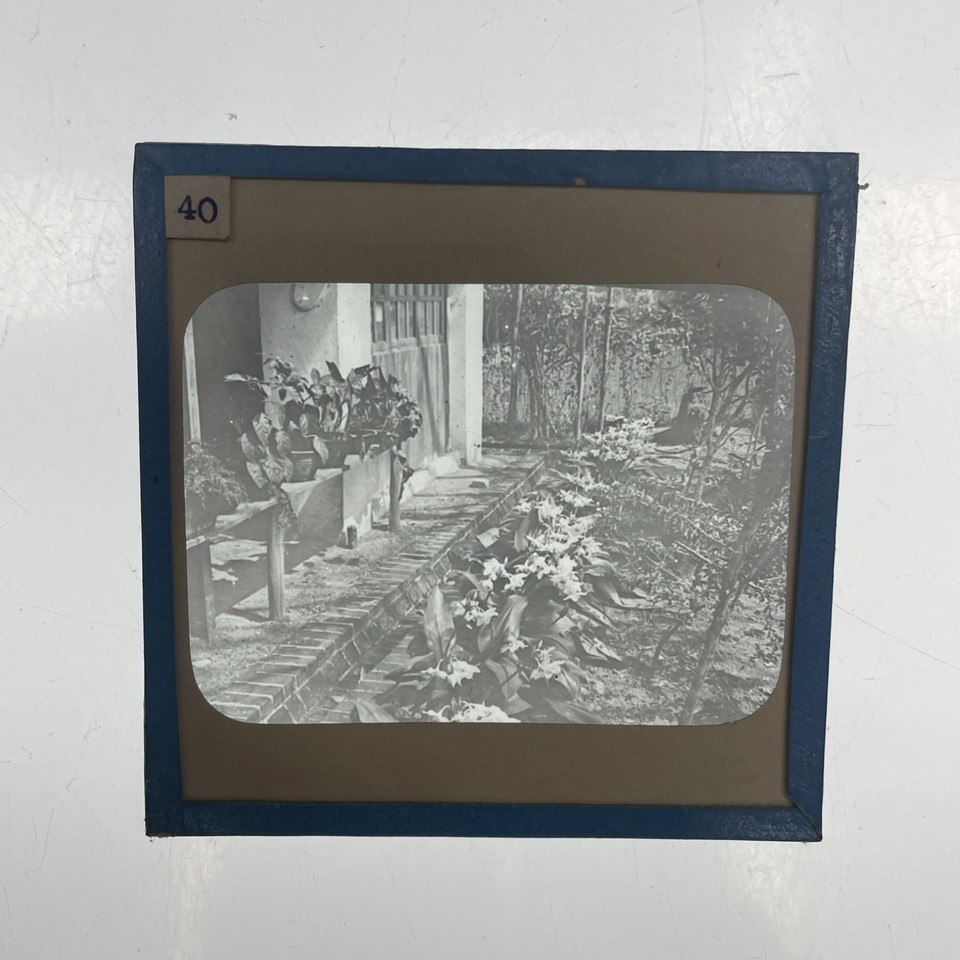ORIGINAL VINTAGE MAGIC Glass Lantern Slide Photograph 1900s JFM Floral ...