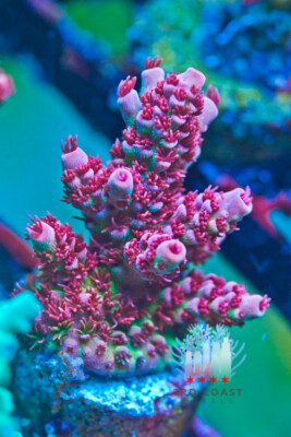 RN Raspberry YUM YUM | eBay