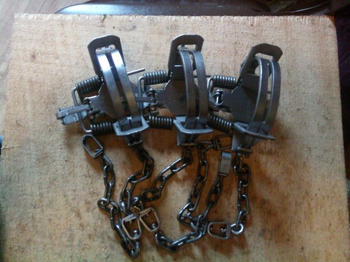 6 Bridger #1.5 OS traps Red Fox Predators Fishers Coyote | eBay