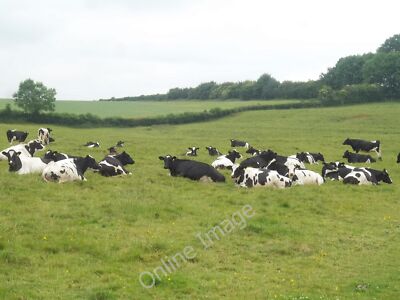 Photo 6x4 The after lunch cud chew Adlestrop The herd look to be ...