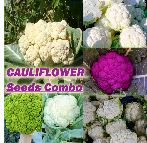 Cauliflower Seeds 8 Packs Combo Garden VEGETABLES Seeds Grow COOL ...