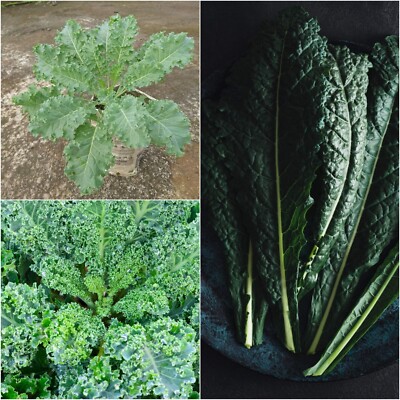 KALE Assorted 3 Packs 300+Seeds HEIRLOOM vegetable garden SPRING AUTUMN ...