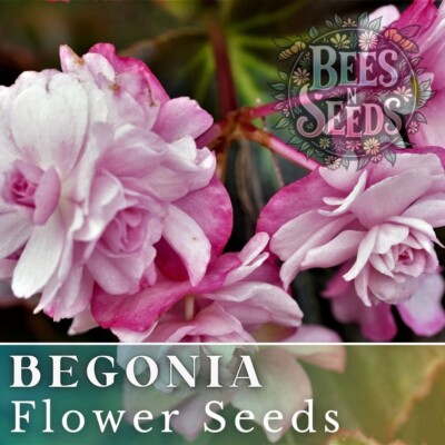 Orchid Ecstasy Begonia Seeds 45 or 125 Seeds Flower, Flower Seeds, Non ...