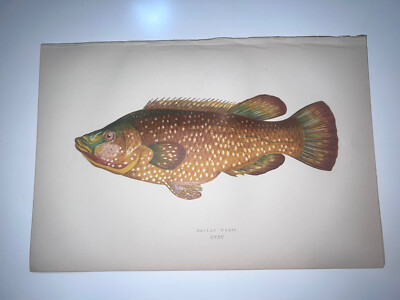 Couch 1877 Original Hand Colored Engraving British Fishes Superb Ballan ...