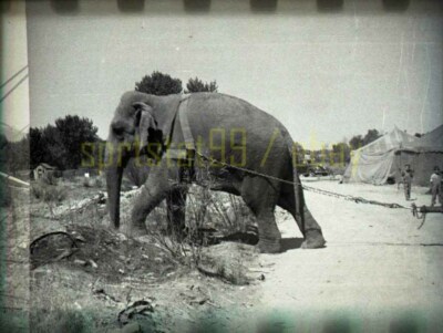 Circus Elephant Working / Pulling Wagon - Vintage Negative | eBay