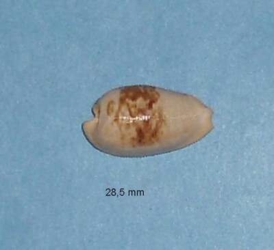 Cypraea Capensis South Africa 28,5 mm | eBay