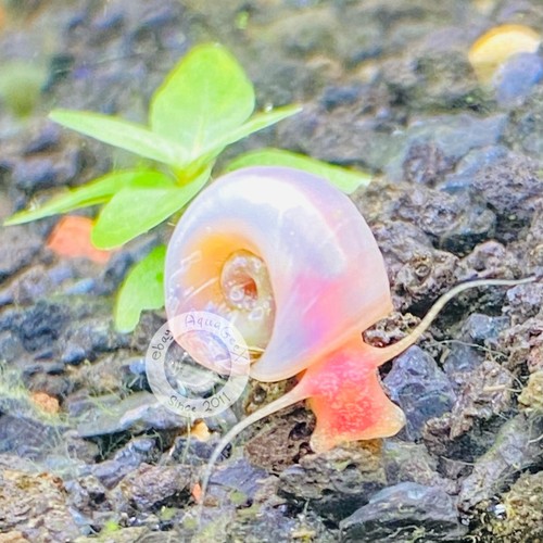 5 PEARL PINK RAMSHORN SNAILS - MIXED SIZE - TANK BREED - AQUARIUM ALGAE ...