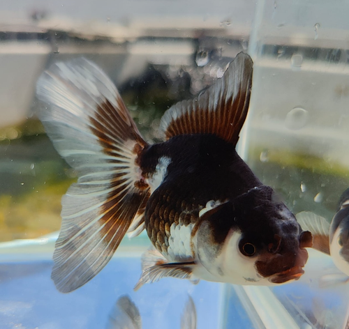 Live Fancy Goldfish Thai Oranda Panda 2.5" Body (E-288) Combined ...