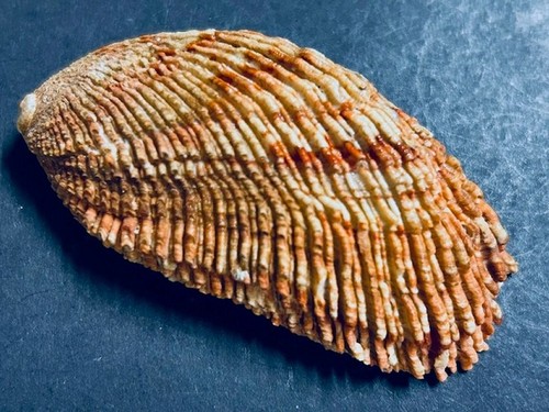 Haliotis elegans 01 | eBay