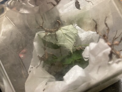 Macleays Spectre Stick Insects | eBay UK