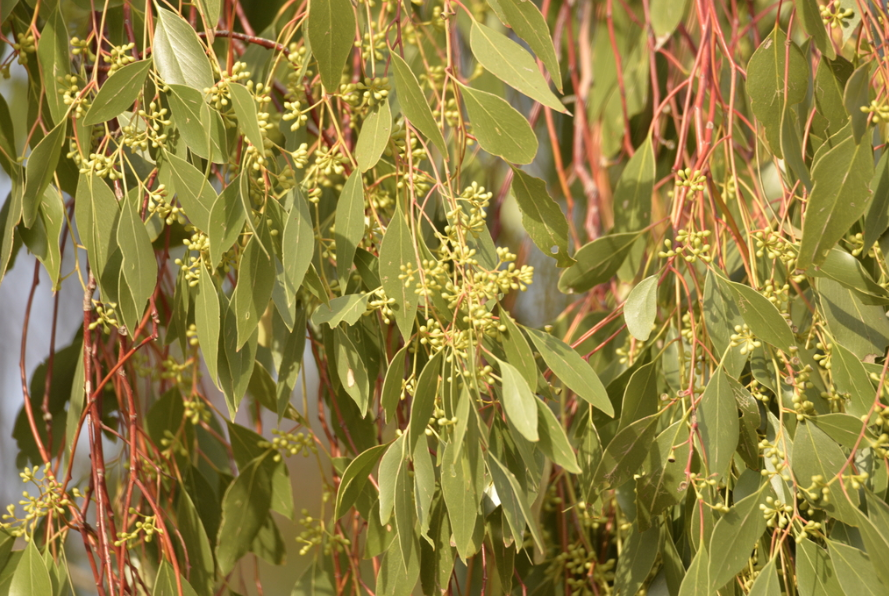 LIVE PLANT 3ft Eucalyptus Populnea - Poplar box - bimble box | eBay