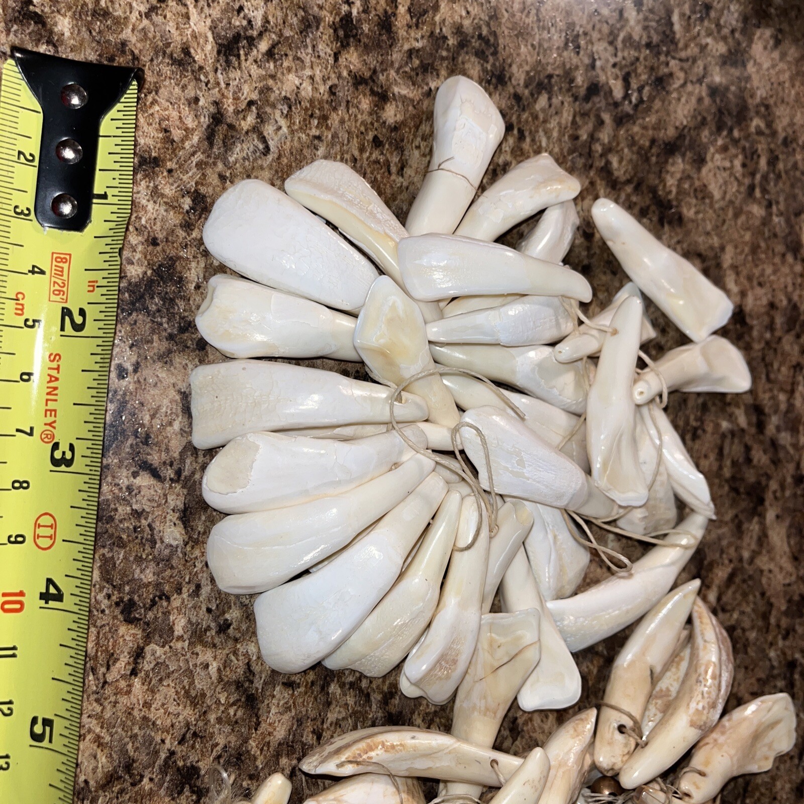 5 Pick your Color BIG BEAUTIFUL DRILLED BISON CANINE BUFFALO TOOTH ...