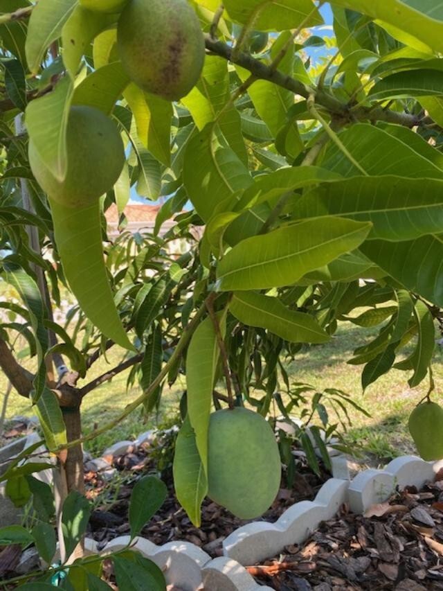 11 MO OLD GRAFTED SWEET TART MANGO (MANGIFERA INDICA) SEEDLING OF THE ...