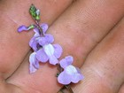 100 BLUE TOADFLAX Linaria Canadensis Antirrhinum Canadian Flower Seeds ...