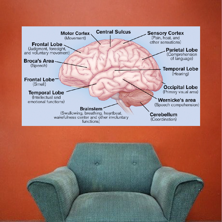 Brain Wall Mural Decal Vinyl Doctors Office Science Nuero Anatomy ...