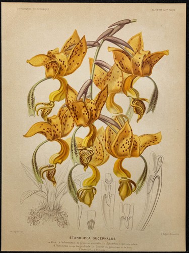1891 - Stanhopea (Orchid) - Botanical, Color Plate | eBay UK