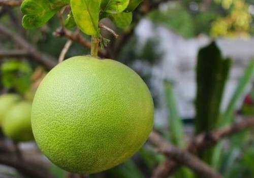 20 Pomelo tree seeds, Giant Grapefruit CEYLON Big Sweet Pummelo, Citrus ...