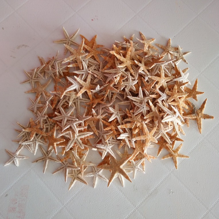 Mini Natural Starfish Shell Beach Sea Star Landscape Crafts Making ...