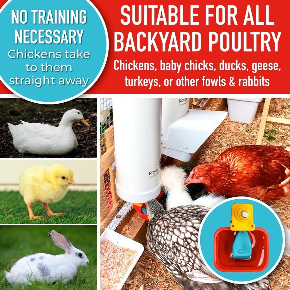 ROYAL ROOSTER Chicken / Poultry Coop - Single Waterer / Drinker with ...