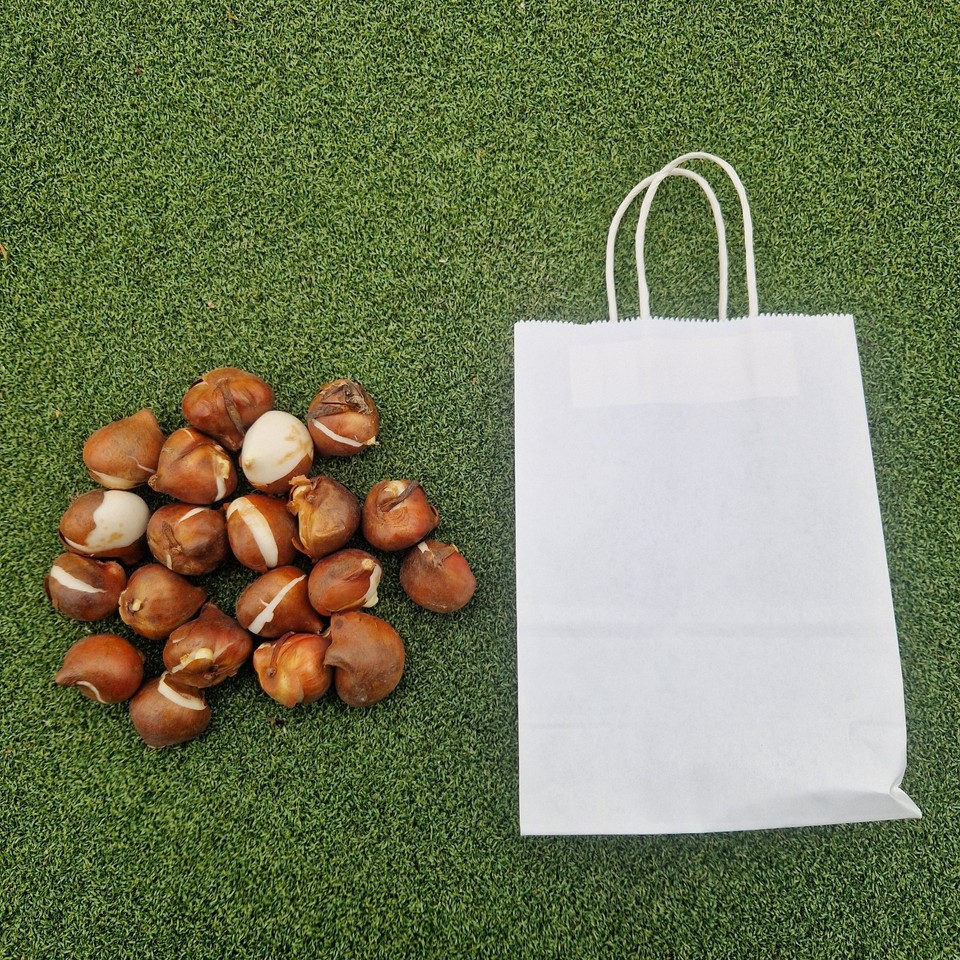 20x PURPLE DOLL LILY FLOWERING TULIP BULBS | eBay UK