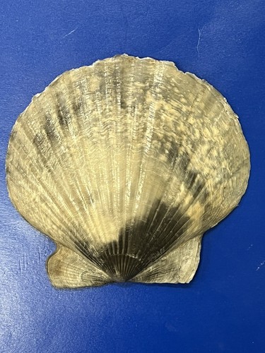 RARE Fossilized SCALLOP Shell From Central Florida Pliocene Era. | eBay