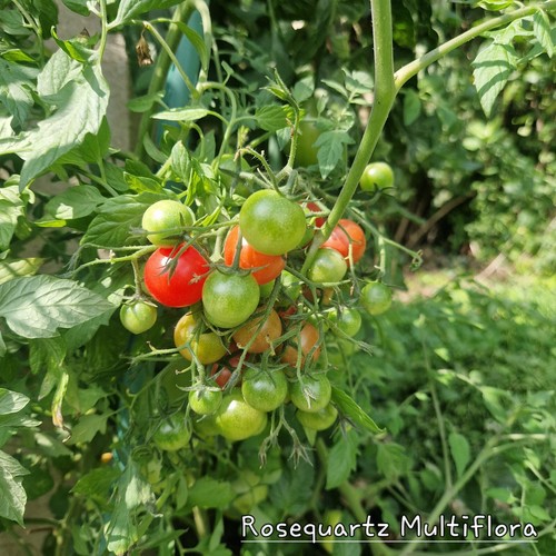 Tomate Rose Quartz Multiflora 10 Samen | eBay.de