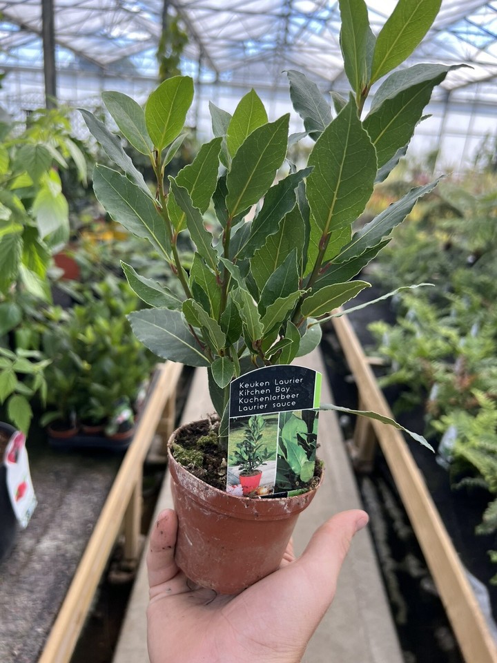 2 X LAURUS 'NOBILIS' EVERGREEN AROMATIC SHRUB BAY LAUREL TREE HARDY ...