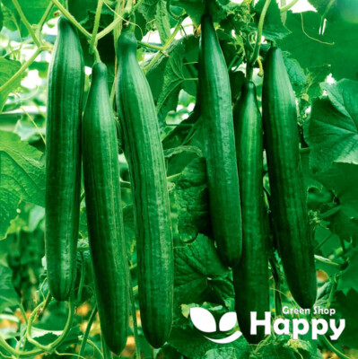 VEGETABLE CUCUMBER SEEDS - TELEGRAPH IMPROVED - 20 SEEDS - LONG UP TO ...