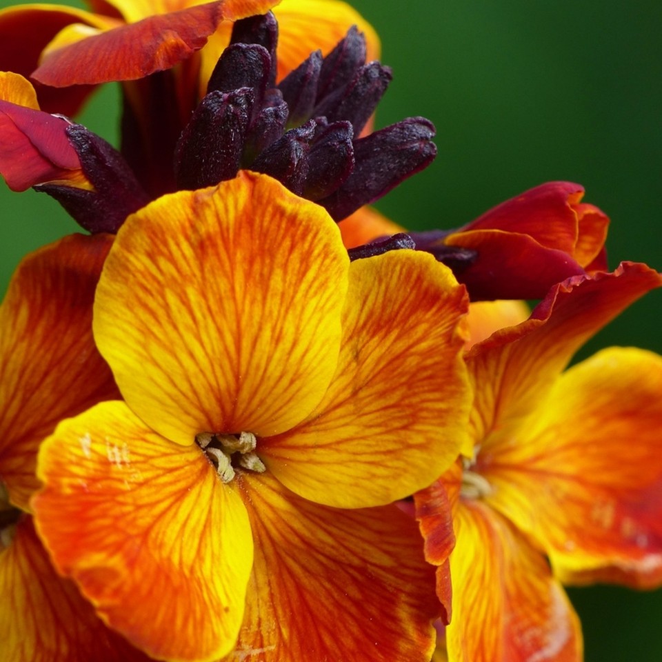 Bare Root Wallflowers 10 x Fire King - Scented Erysimum Flowers for ...